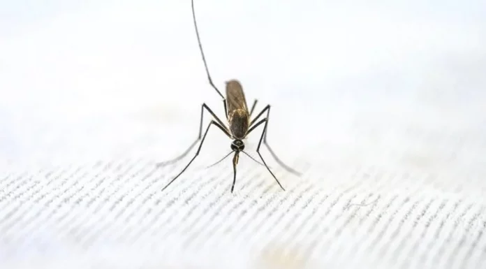 Japanese Encephalitis: Know symptoms, causes, treatment of the deadly ...